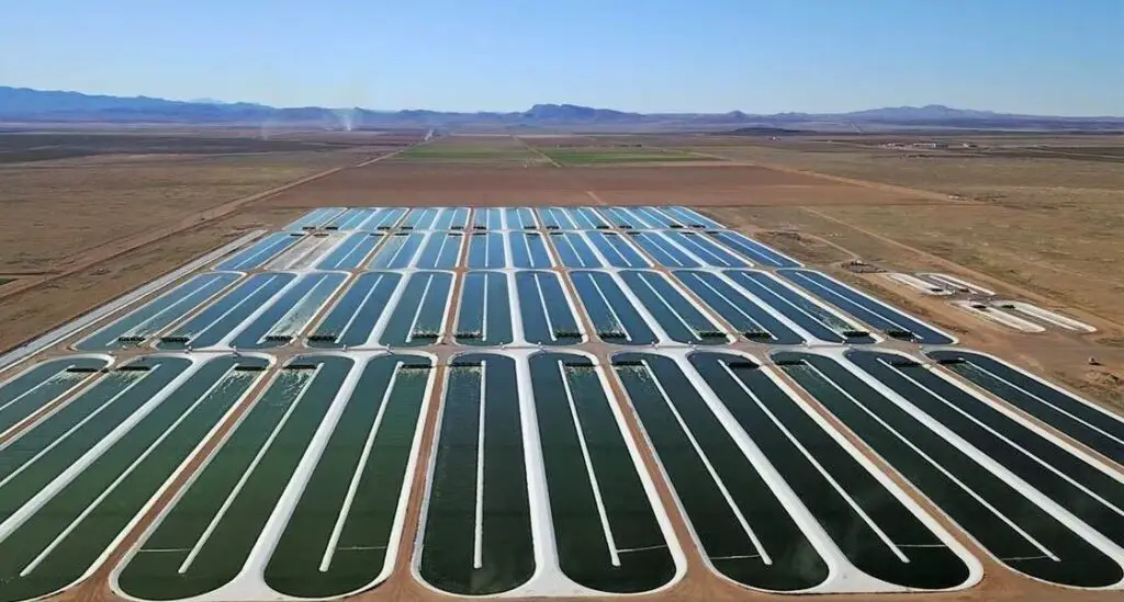 UK Start-up Develops Carbon Capture Farms With Algae - Teknonel